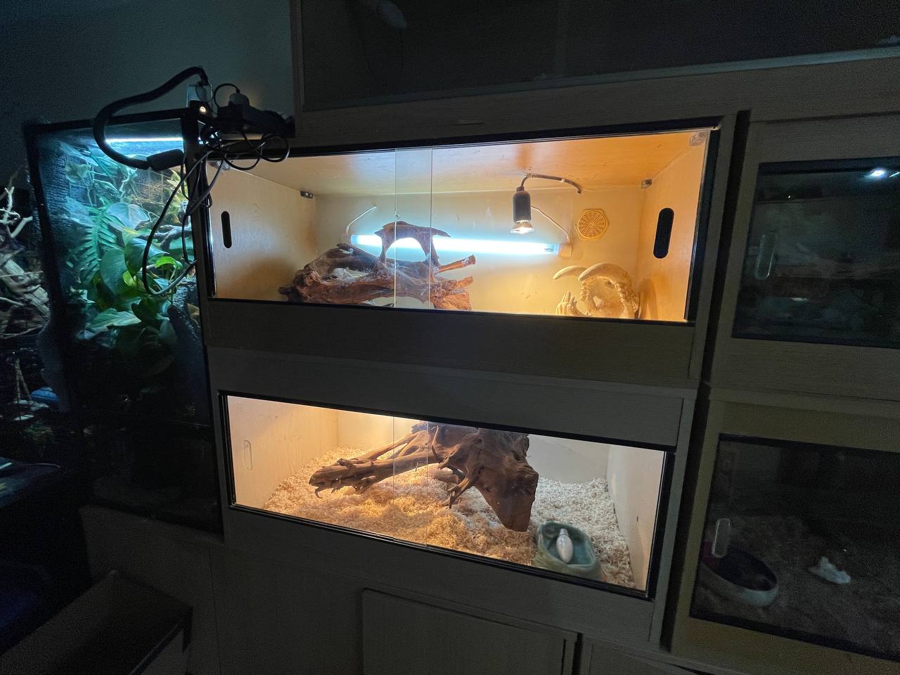 Reptile Boarding - Lizard Lady